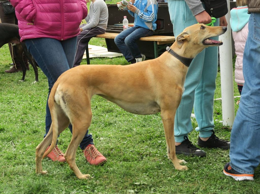 Magyar agár - The Breed Archive